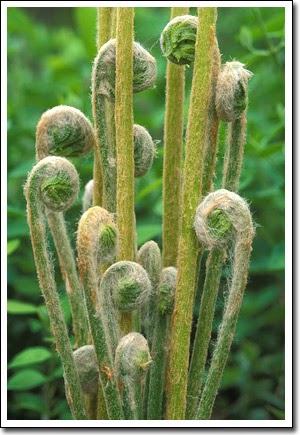 The Real Fiddlehead