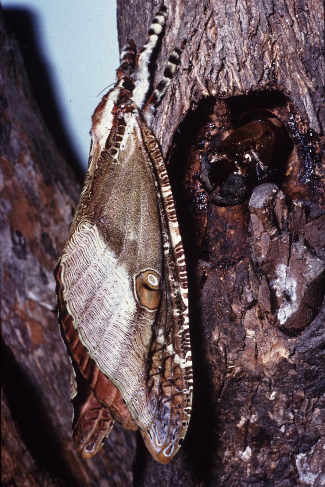 Catalogue of Organisms: Ghost Moths and Other Obscurities
