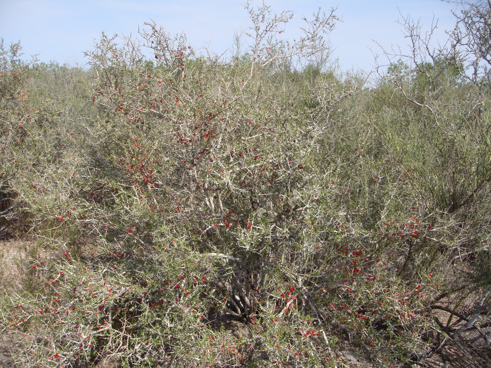 Woods Roamer: The Bitter Fruit Amargosa