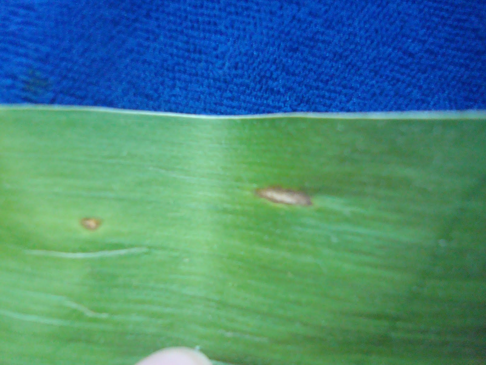 University of Illinois Plant Clinic: How We Identify Corn Leaf Diseases ...