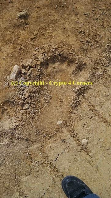 The tracks were 18" in length and 6" wide at the toes