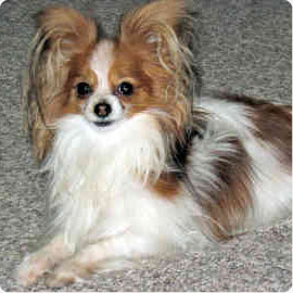 los perros mas finos: los perros mas finos