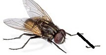 LA TAXONOMÍA EN ANIMALES: MOSCA