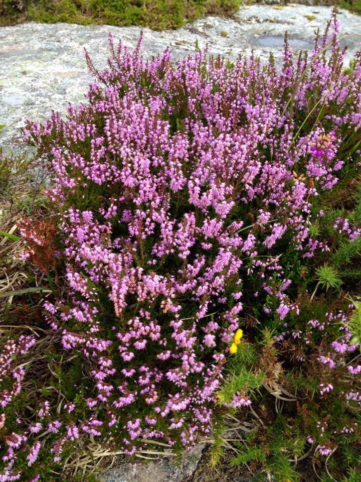 Vita da fiori: Erica. Romantiche brughiere.