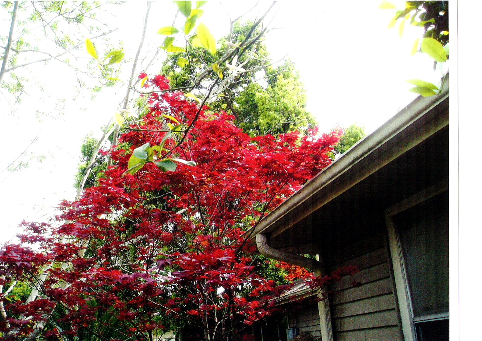 Bobi Andrews Writer Mystery Of The Red Maple bobi-andrews-writer-mystery-of-the-red-maple