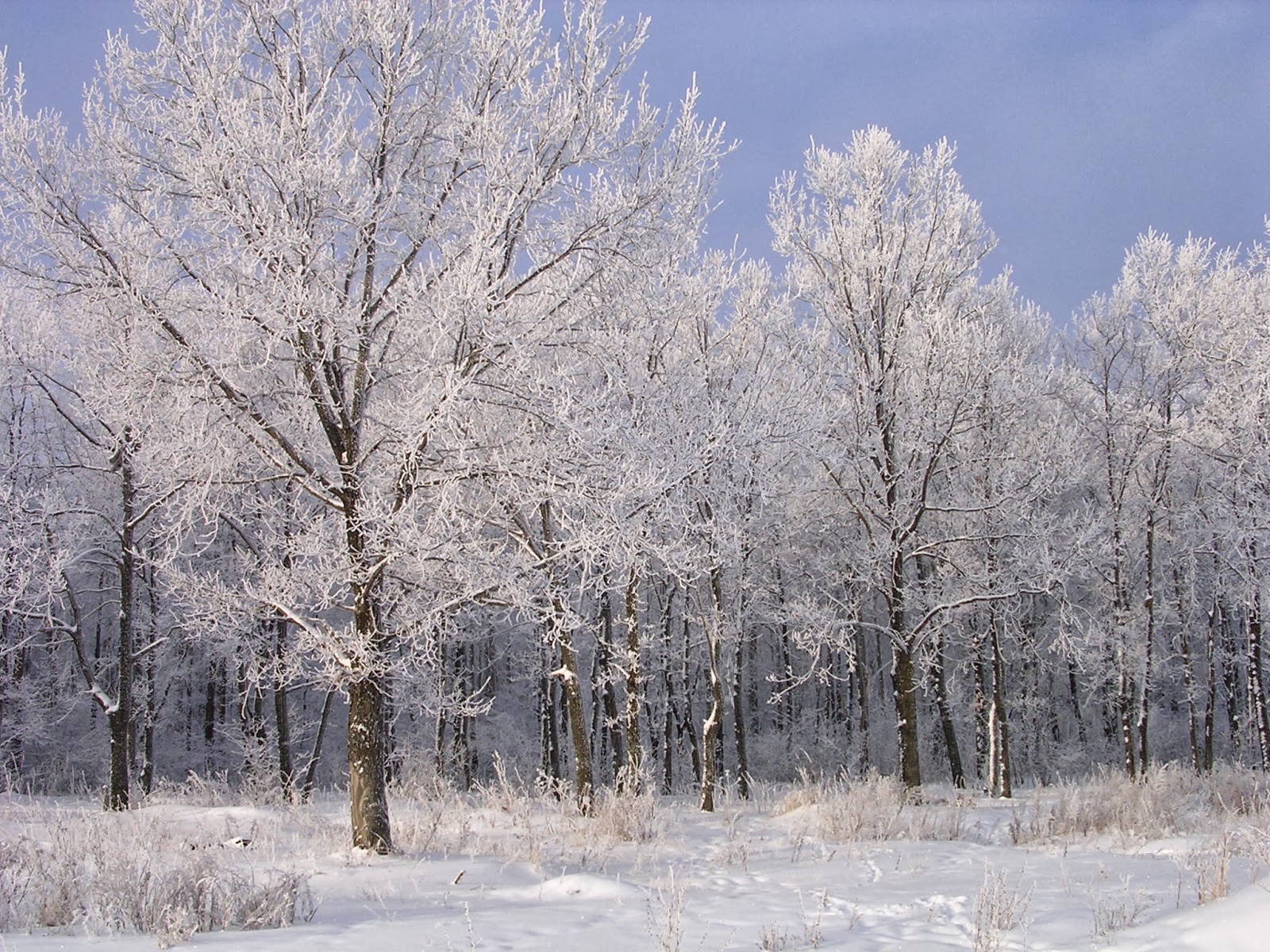 First Alert Weather : So Far, No Frost