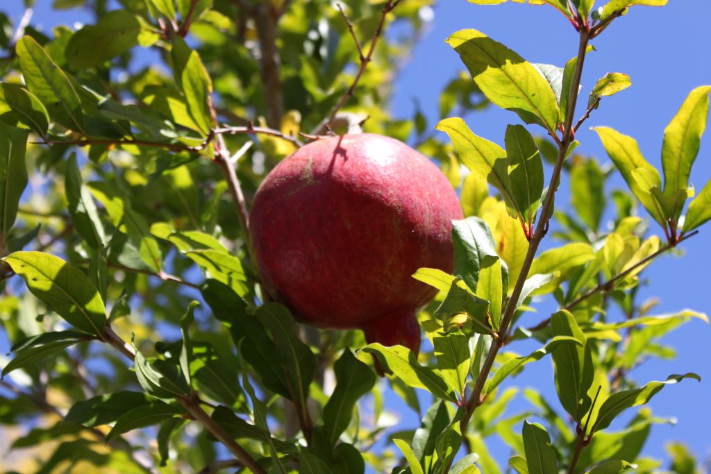 Towerwater Aan De Breede: Pomegranate Orchards on the banks of the ...