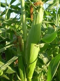 Biology Snippets: Can You Give Me More Examples of C4 Plants?