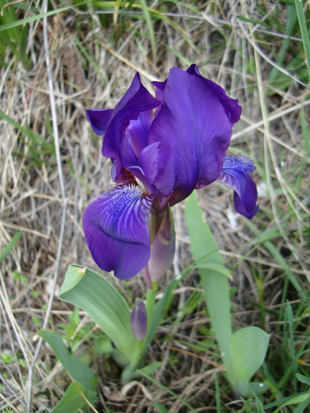 Frumusetile naturii: Stanjenel de stepa (Iris pumila)