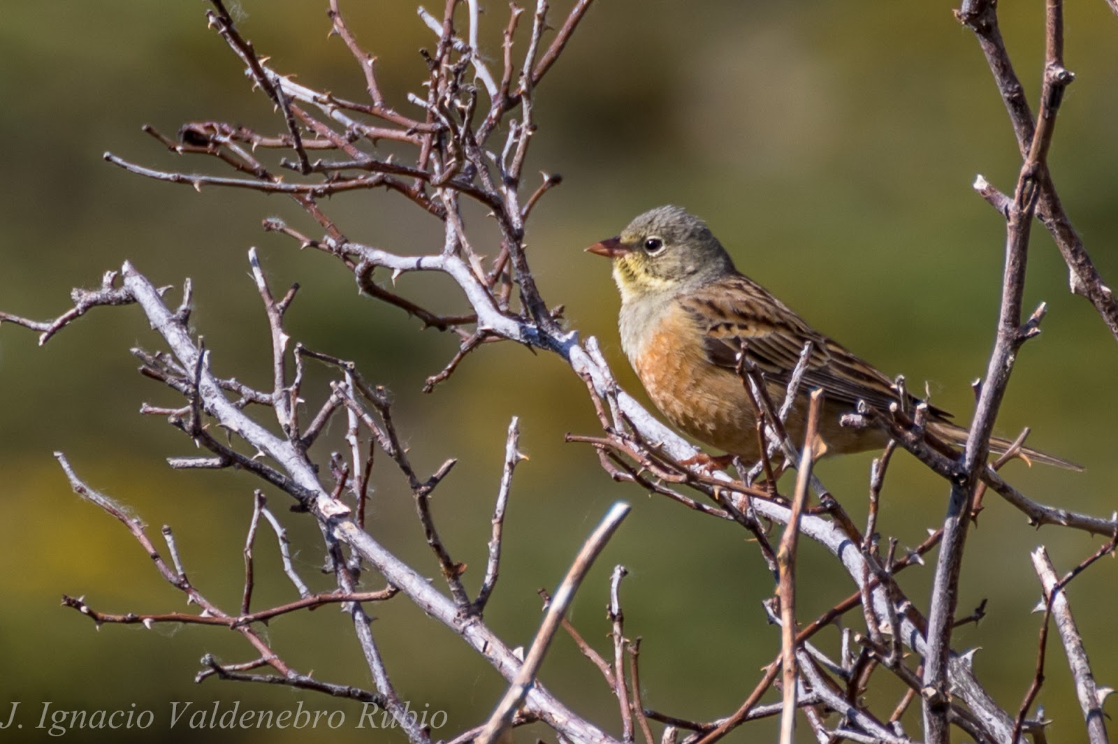 DocNatureBlog: El gran tenor de la montaña. Escribano hortelano ...