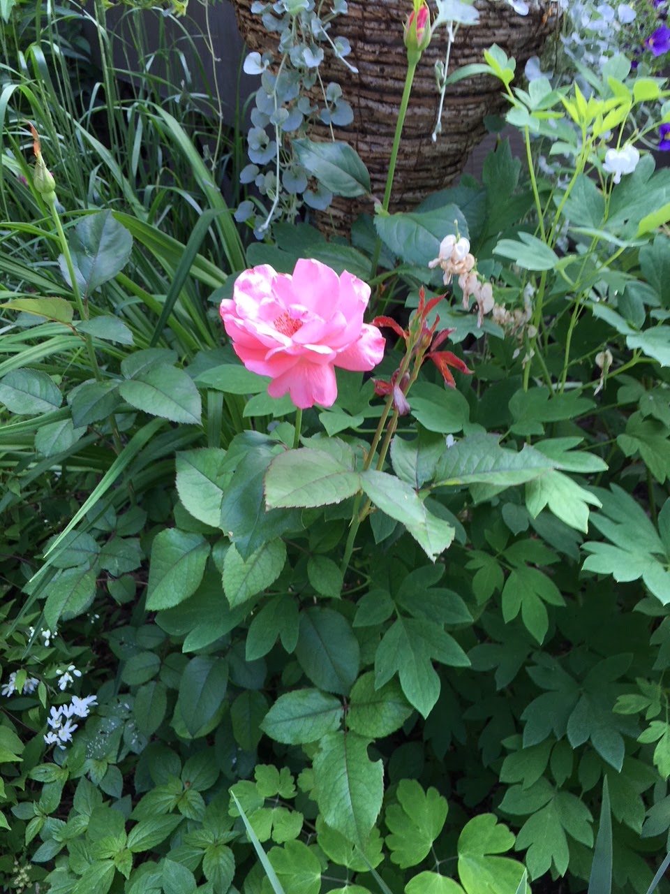 Home and Gardening With Liz: June Garden Party