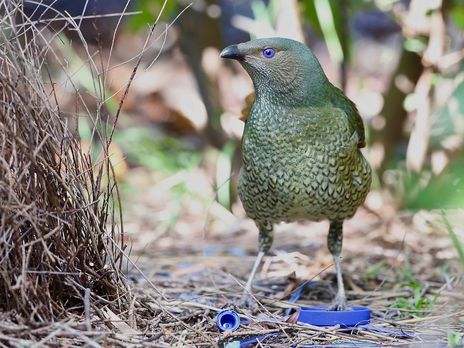 Avithera: Satin Bowerbirds