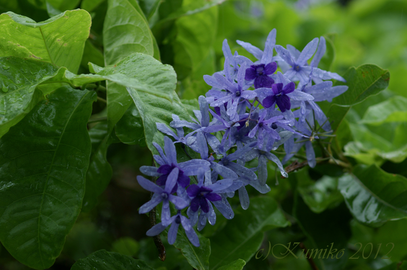Flower Dictionary: Blue Bird Vine