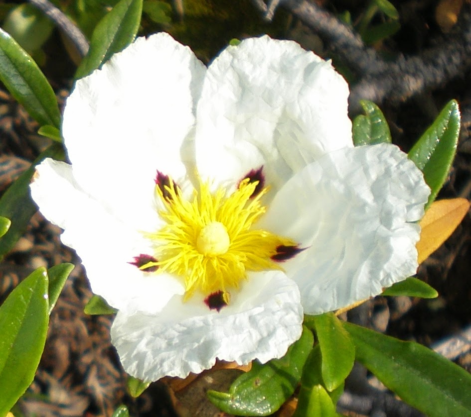 Flower Homes: Cistus Flowers