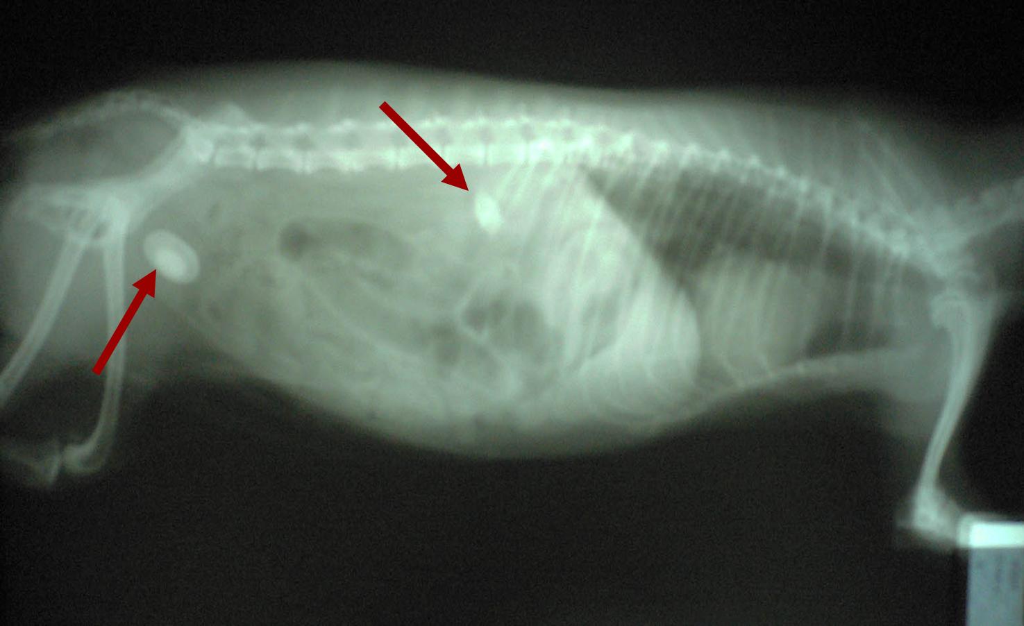 Urolithiasis Pada Hewan dan Penanganannya - Mydokterhewan