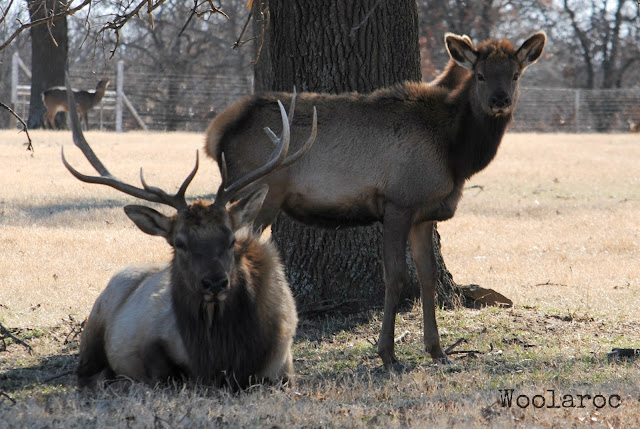 Stone Cottage Adventures: Wild West Woolaroc Museum