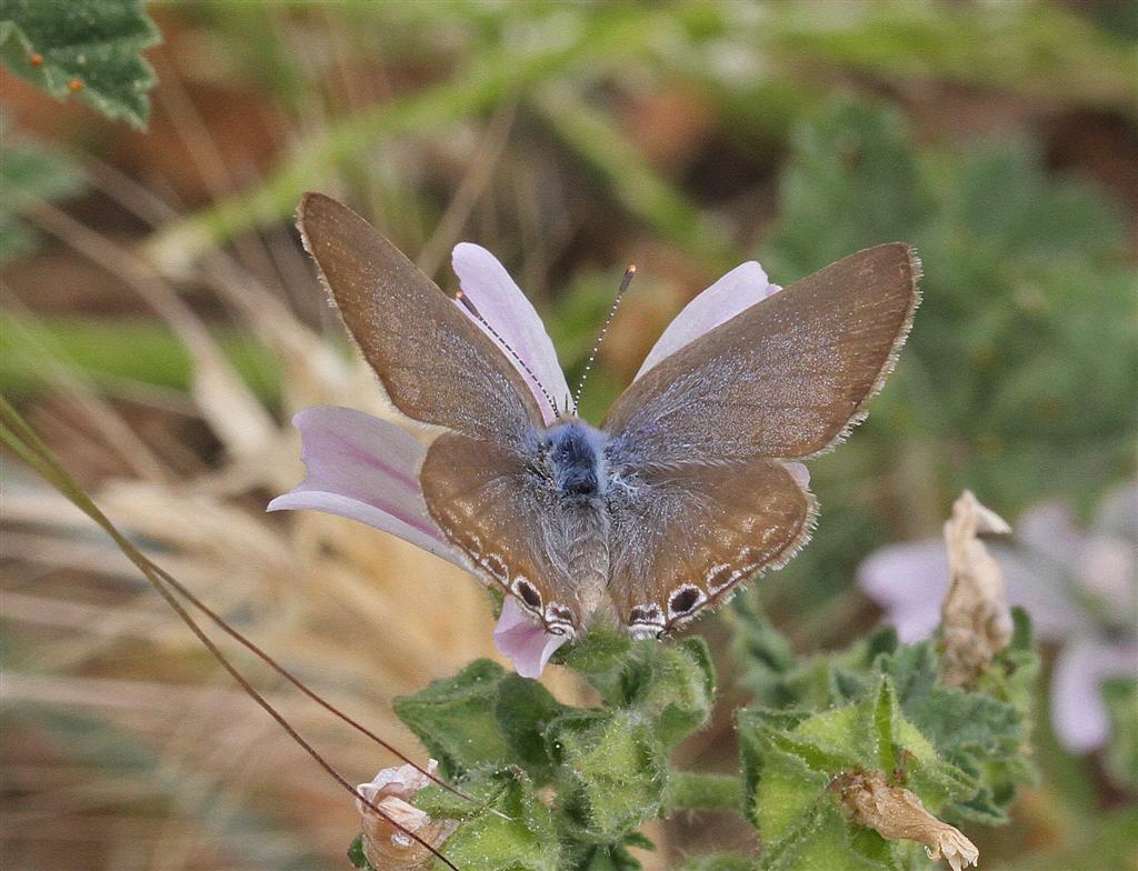 Michael Foley: Natural History ©: Cyprus butterflies - 2013