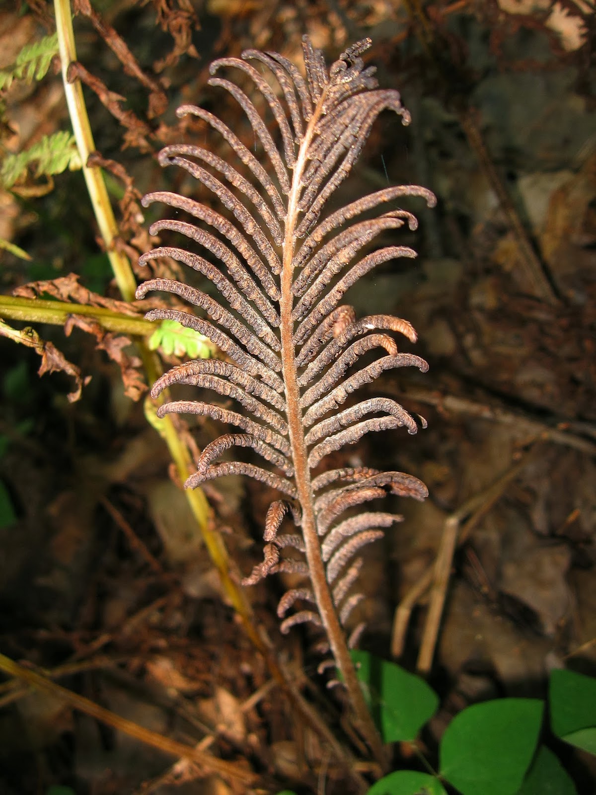 Tangled Web: Ostrich Fern (Matteuccia struthiopteris)