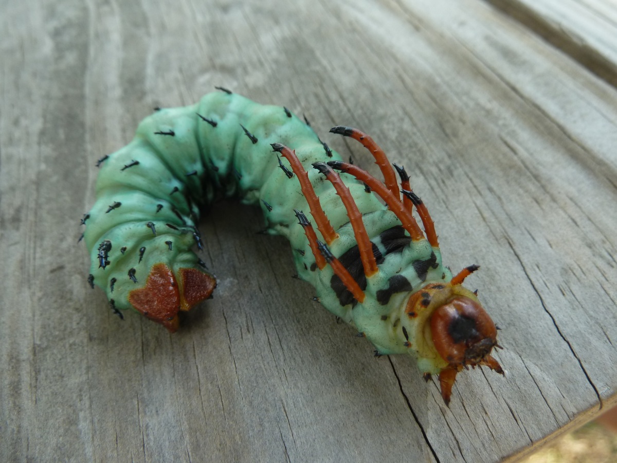 Springfield Plateau: Regal Moth and the Devil