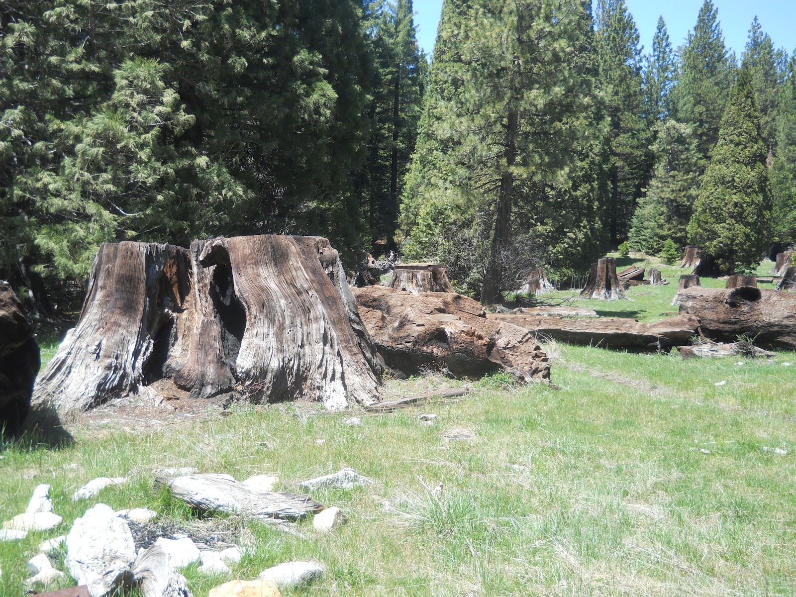 Piccola's Projects: CA (Kings Canyon and Sequoia Nat'l Parks)