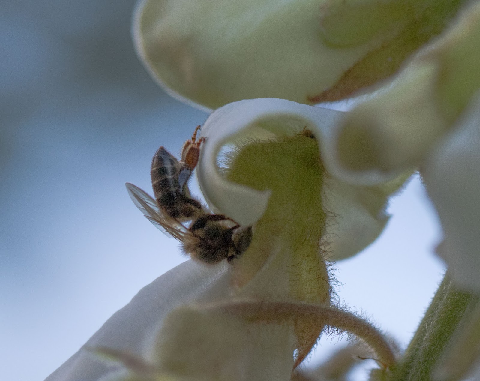 APICULTURE DE MAYOTTE