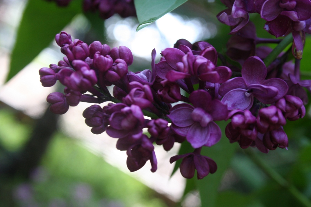 Our Garden Journal: Luscious Lilacs