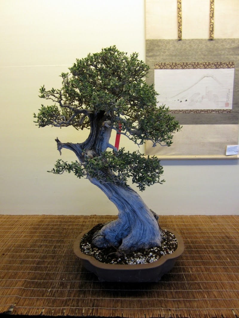 Fotos aus dem Bonsai-Zentrum Heidelberg