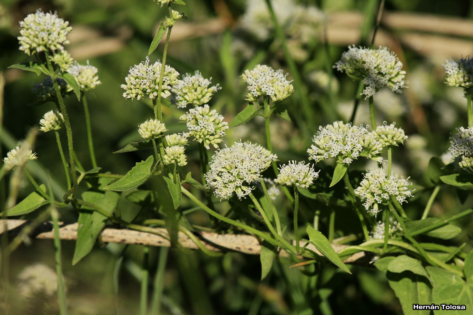 Argentina nativa: Guaco (Mikania cordifolia)
