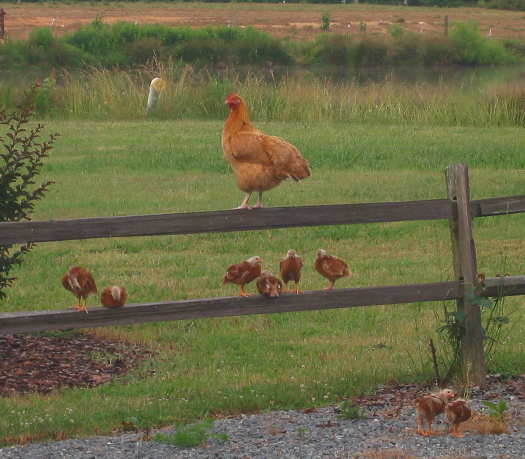 Thomas Pottery Farm: Spring Chickens