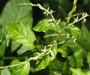 cultura verde: El anamú entre lo místico y la realidad