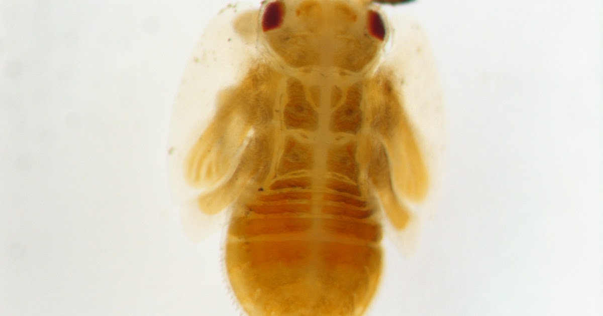 Diaphorina citri, vector del Huanglongbing (HLB)