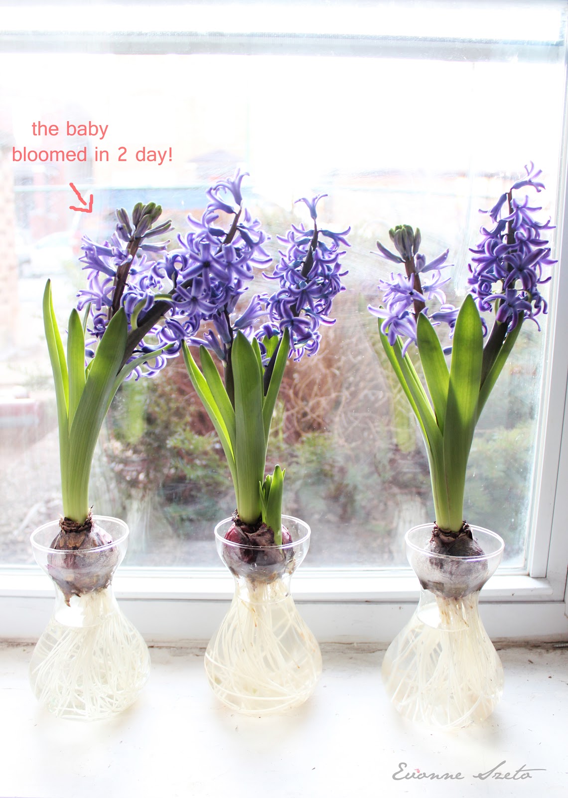 sweet from the heart: Pipe Cleaner Daisy Rings Tutorial & DIY: I [heart ...