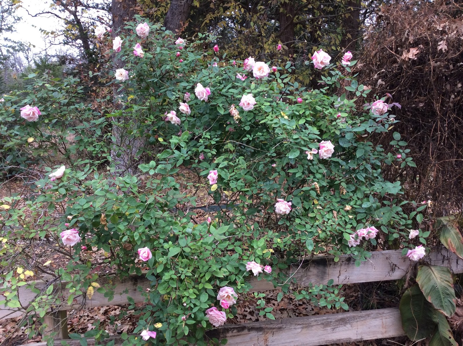Lisa Bonassin's Garden: Madame Antoine Mari Rose December 12, 2015