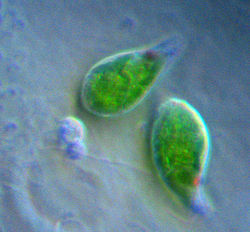 Protista Ejemplos