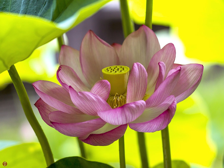 FROM THE GARDEN OF ZEN: A sacred lotus flower in Kaizo-ji
