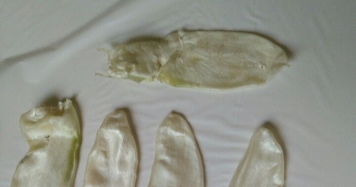 SEA BASS FISH MAW – FRESH TYPE