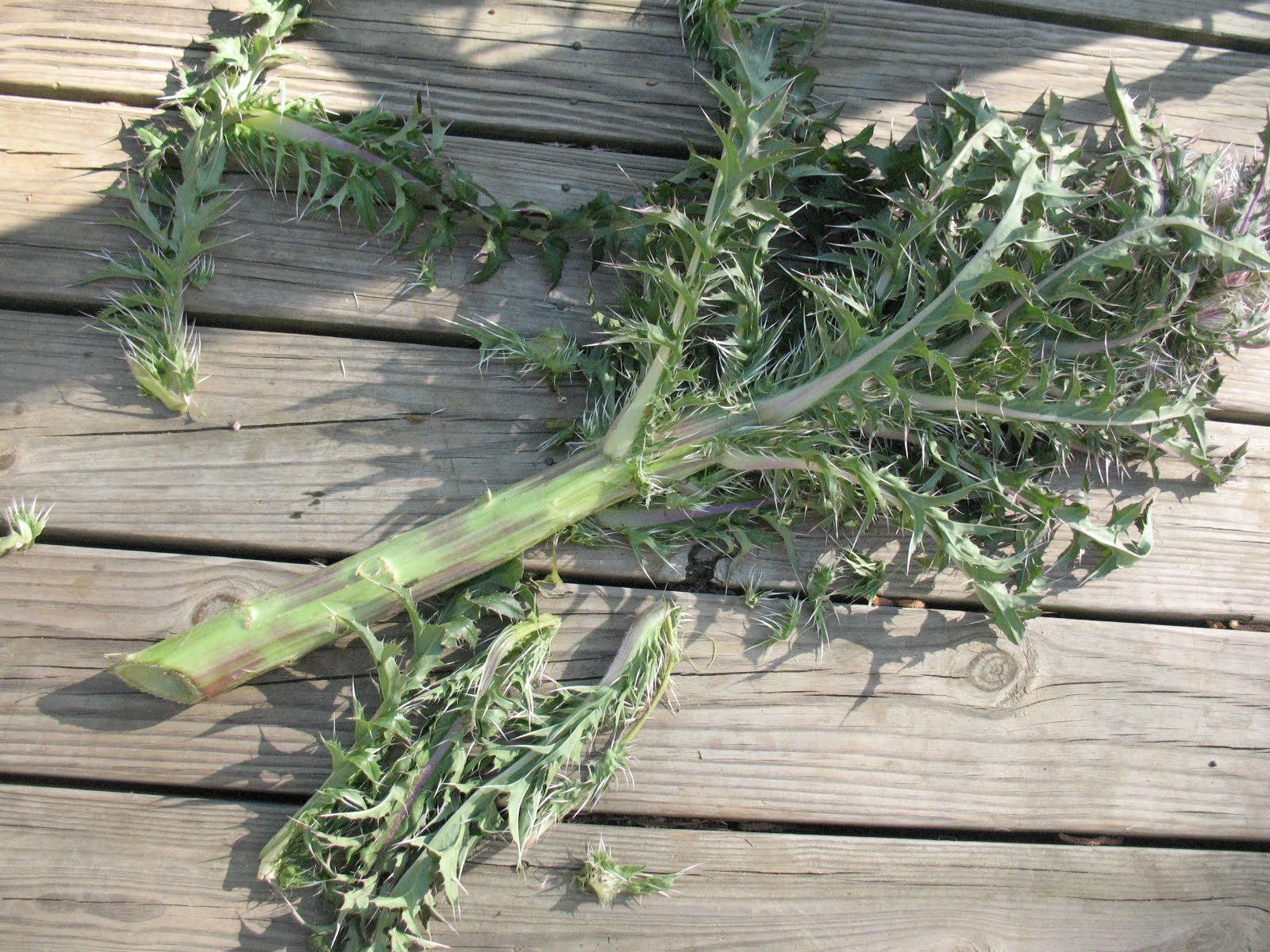 Sensible Survival: Edible Wild Plants - Bull Thistle