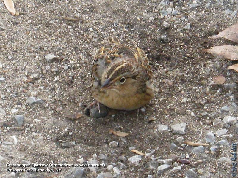 The City Birder: November Birds