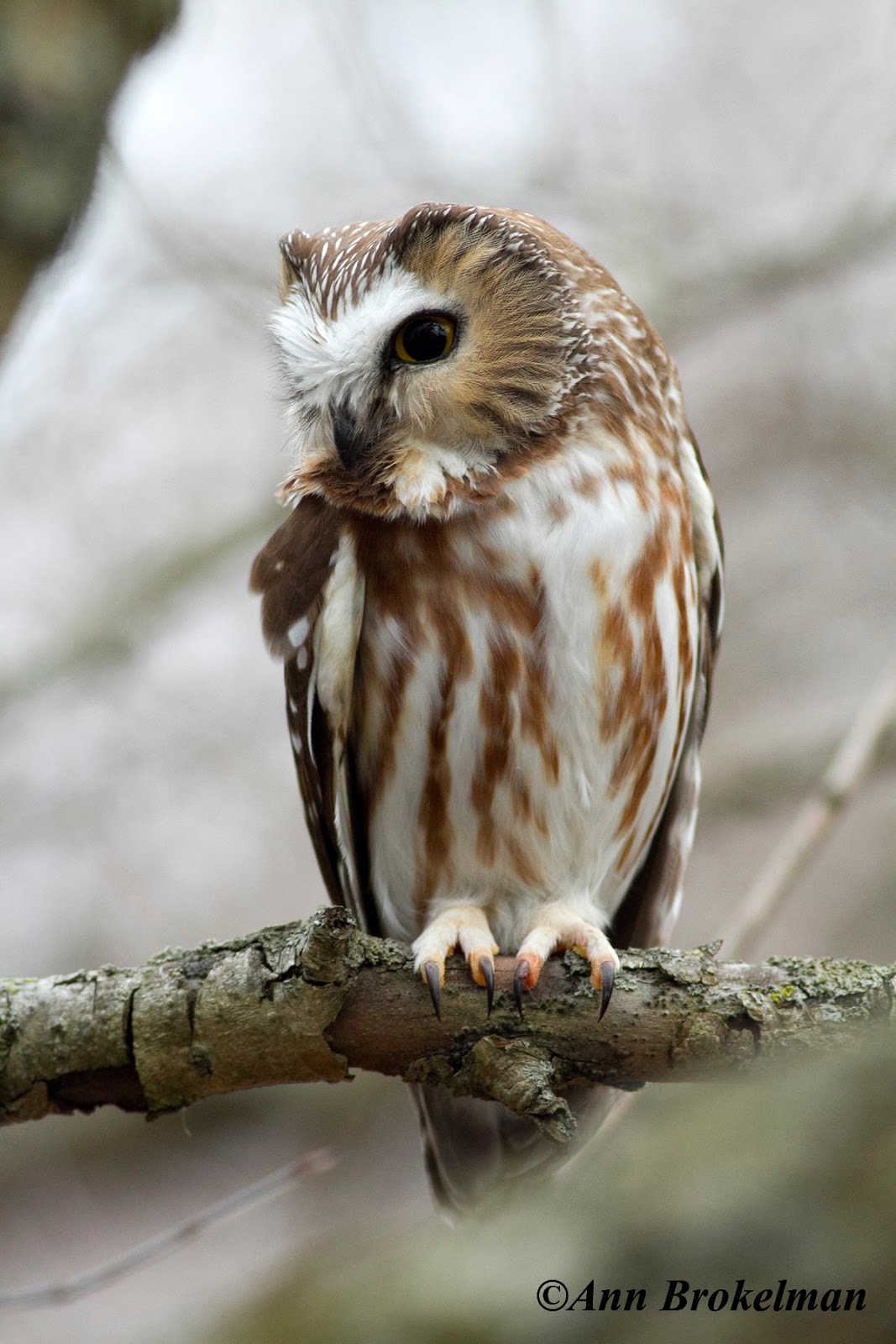 Ann Brokelman Photography: Saw Whet Owl Feb 2016