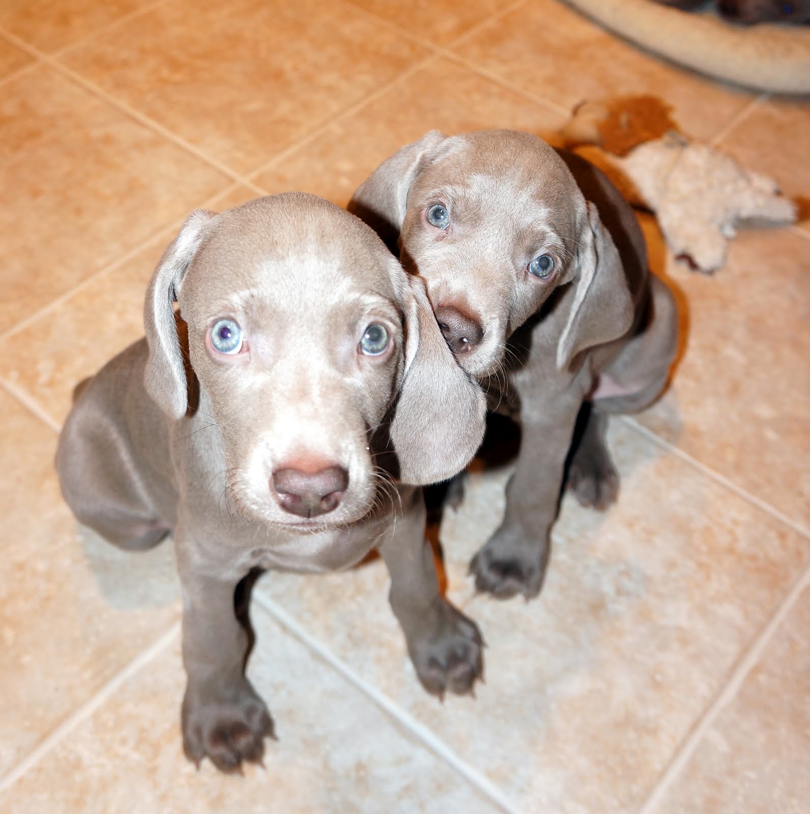 RoseWin Weimaraners: ROSEWIN PUPPY PACK 8 weeks old from CERVELO / LILY LITTER Jan 2012