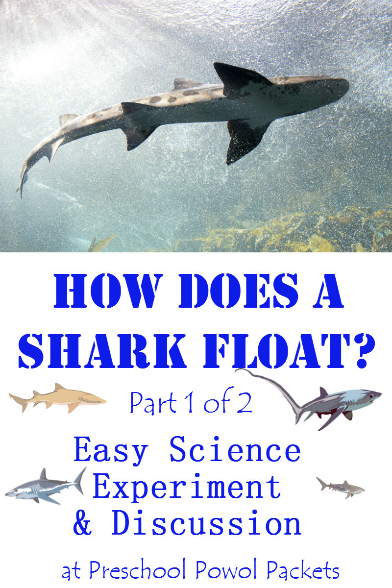 How Sharks Float Science Experiment: Part 1 (of 2) | Preschool Powol ...