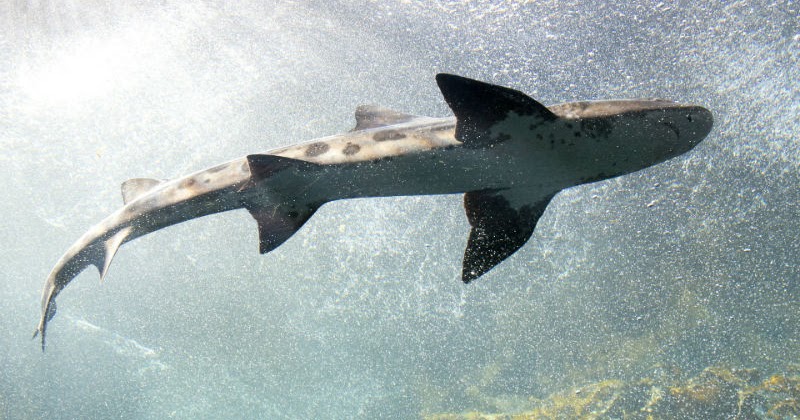 How Sharks Float Experiment: Part 1 (of 2) | Preschool Powol Packets