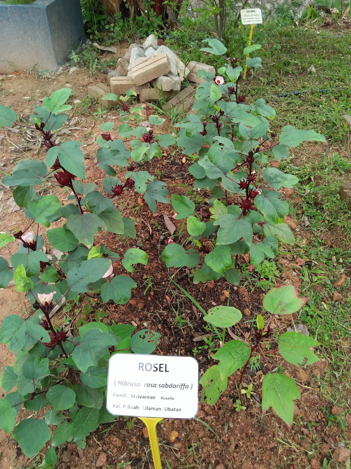 Fuziah Sulaiman blog: Jom kenali flora ROSEL di Laman 1A : Laman ROSEL ...