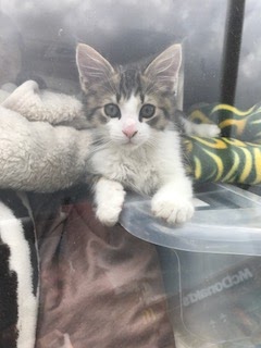 Moaning Mum: "Kissy-Kat, Kissy-Kat, Where Have You Been?"