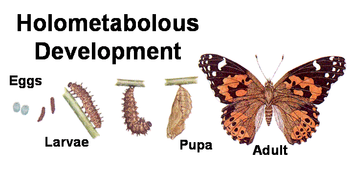 Tahap Pasca Embrio - Pertumbuhan dan Perkembangan Hewan | de Biology