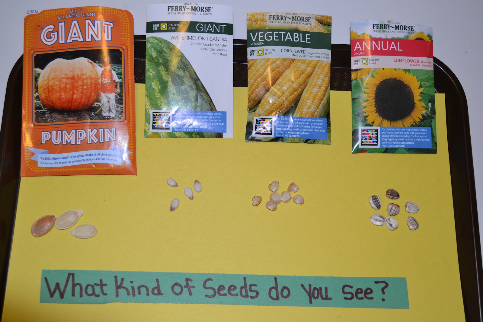 IT'S TEEA TIME PLAYSCHOOL: PARTS OF A PLANT!!!