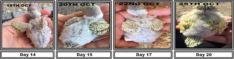 Budgerigar chick growth | Birdszaq
