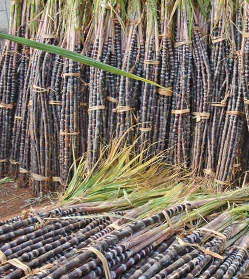 Significance of Sugarcane in Pongal - Story Associated With Shiva ...