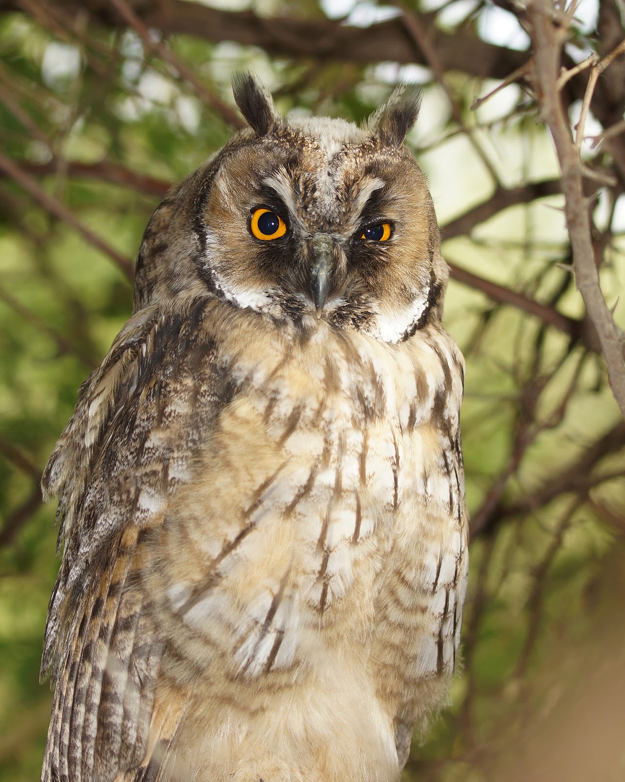 Pasión por las aves: Búho chico.(Asio otus)