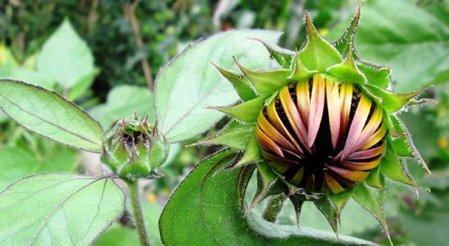 KUNCUP BUNGA BISA BERSIHKAN RACUN SISA MAKANAN DI USUS ANDA..!!! BEGINI ...